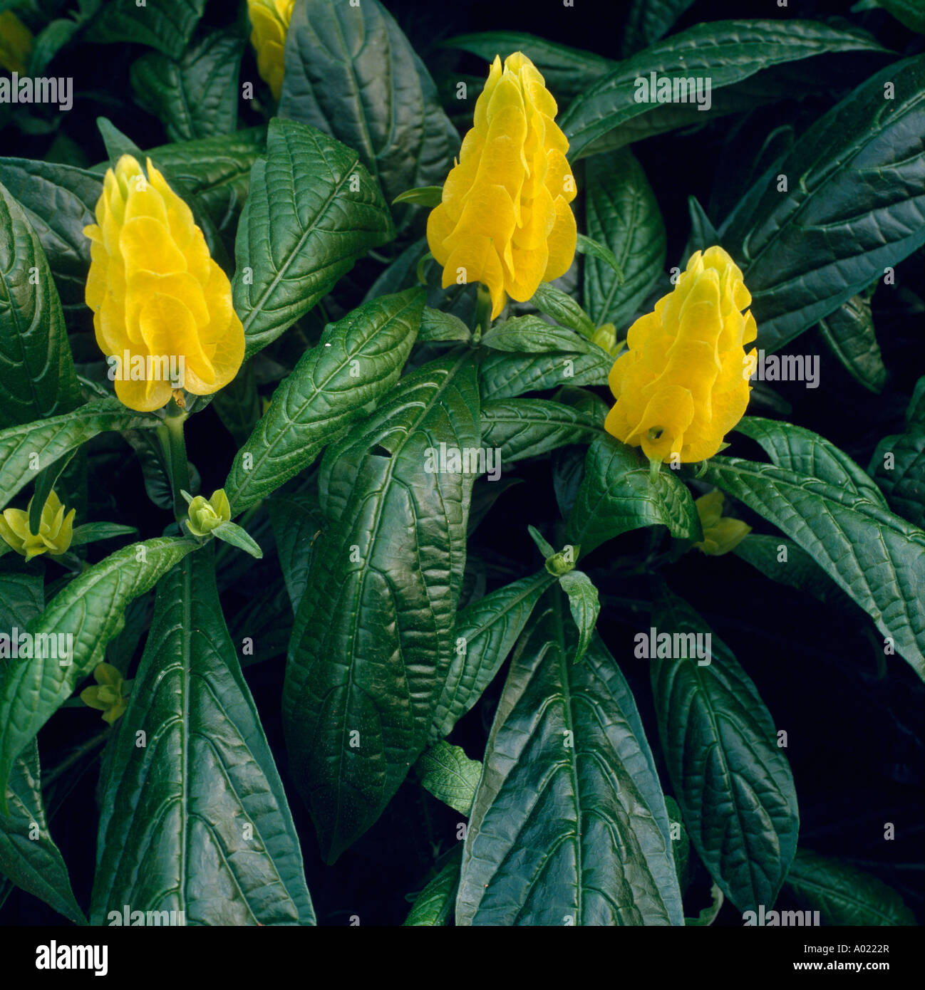 Plume flower hi-res stock photography and images - Alamy