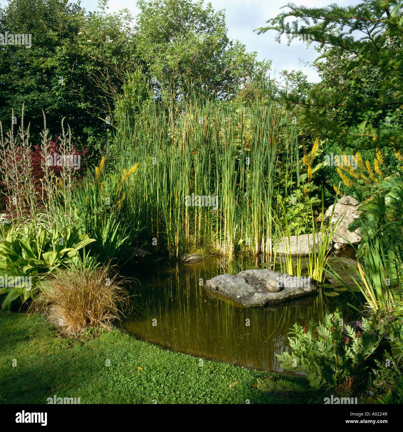 Small circular garden pond with borders planted with grasses and ...