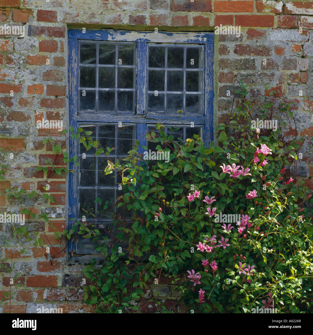 Pink roses growing in front of blue-painted window of country house ...