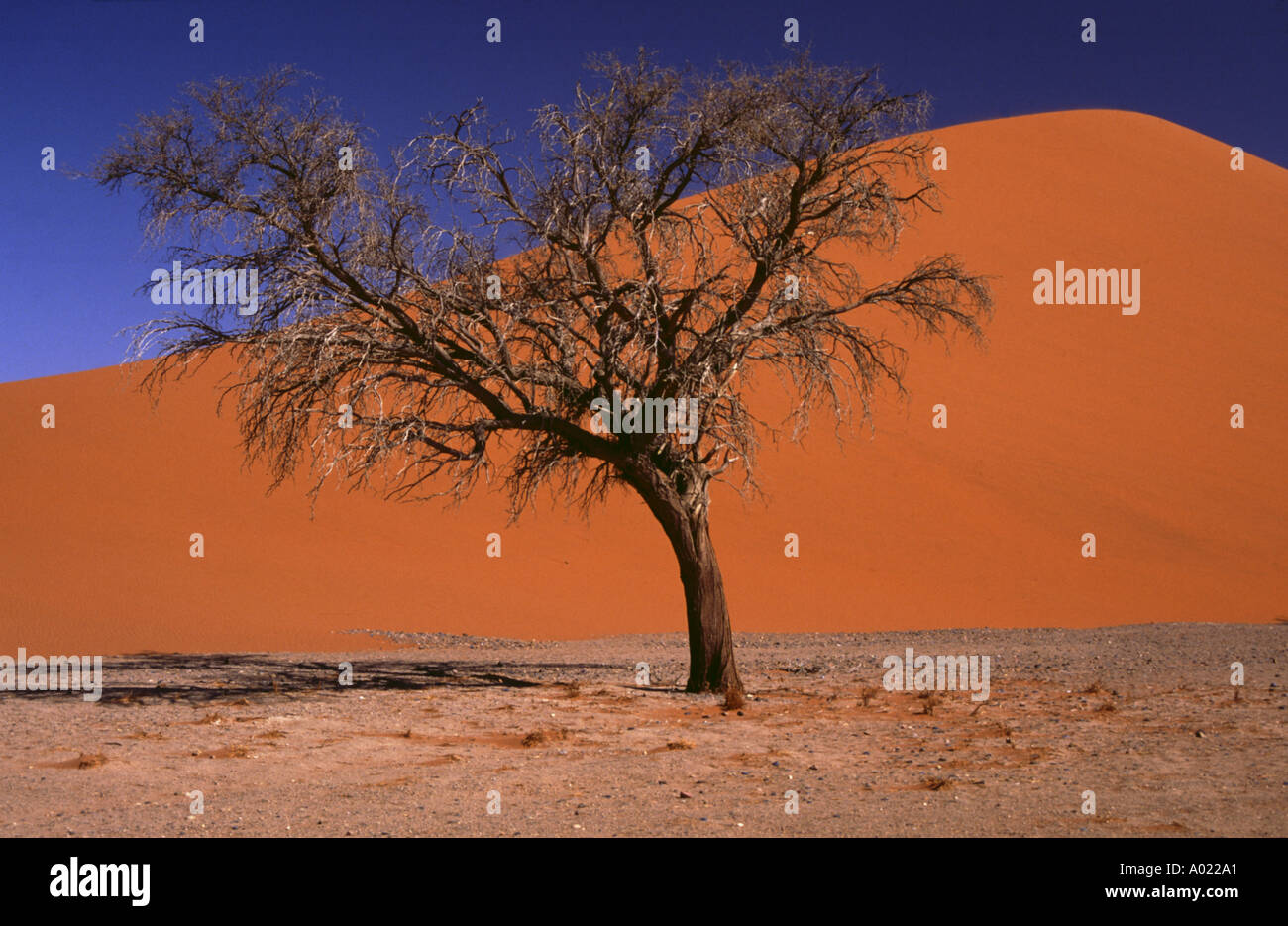 Namibia dry acacia tree at Namib Naukluft Park Stock Photo - Alamy