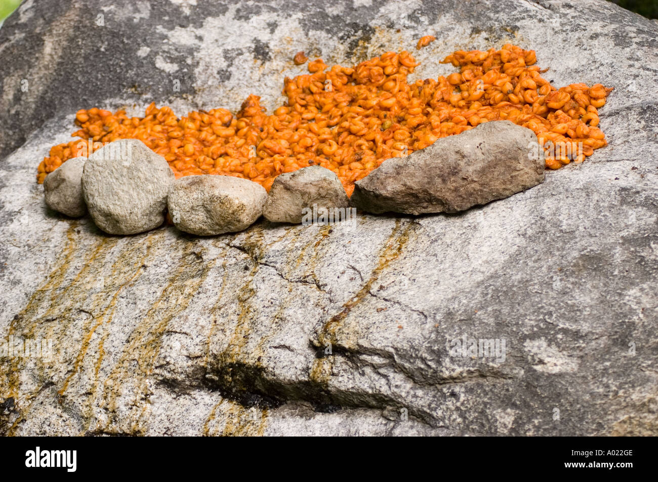 Traditional method of drying apricots on stones in Dha Hanu village ...