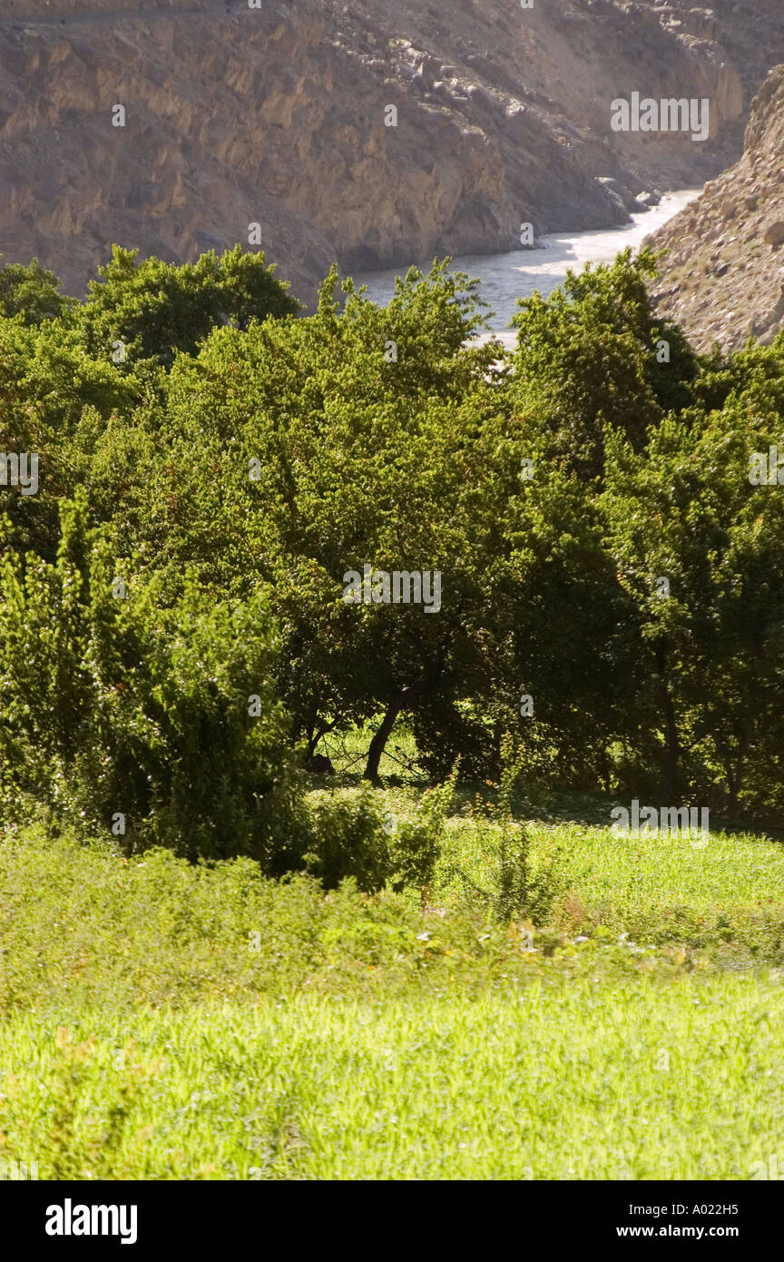 Green barley fields of Dha Hanu Village with trees mountains and Indus ...