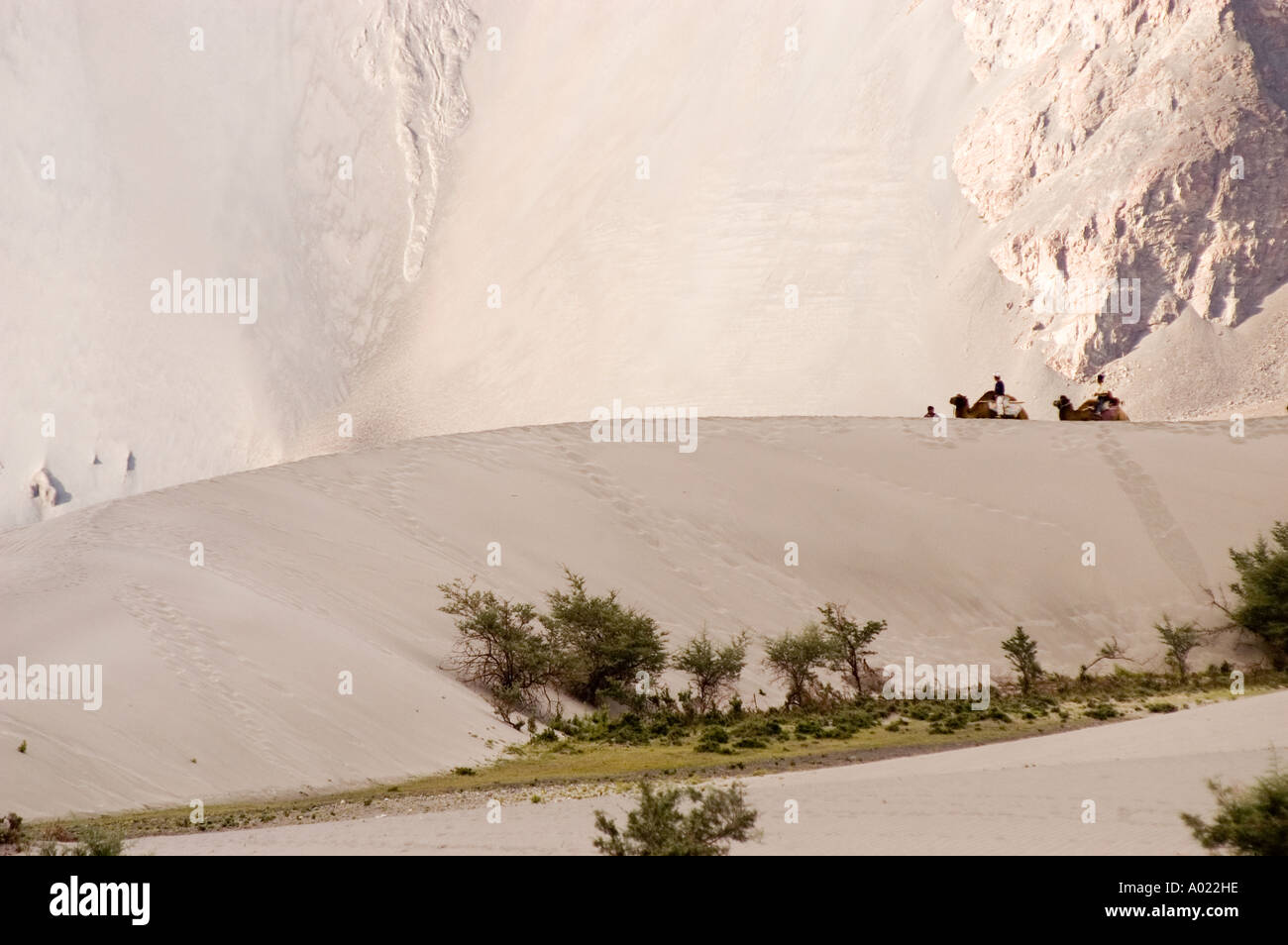 High altitude desert sand dunes in Nubra Valley between Diskit and ... High altitude desert sand dunes in Nubra Valley between Diskit and ...