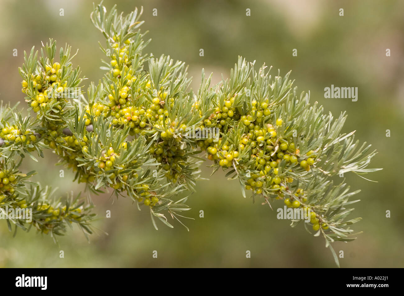 Seabuckthorn in india hi-res stock photography and images - Alamy