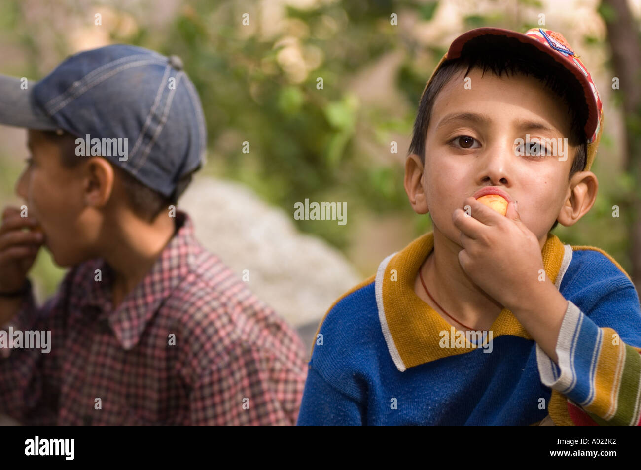 Two young Dard or Brokpa boys in modern clothes eating apricot fruits ...