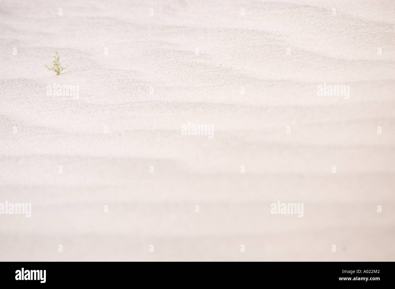 High altitude desert sand dunes in Nubra Valley between Diskit and ... High altitude desert sand dunes in Nubra Valley between Diskit and ...