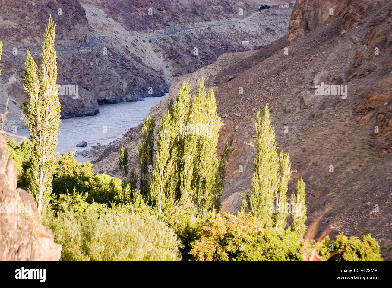 Indus river and green poplar trees of Dha Hanu village site of Dard or ...