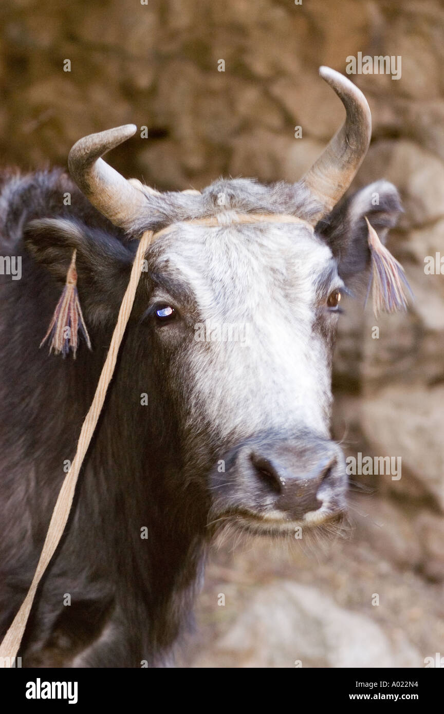 Brokpa tribe hi-res stock photography and images - Alamy