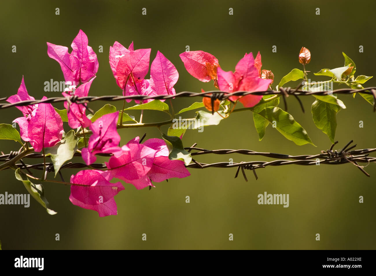 Barbed flowers hi-res stock photography and images - Alamy