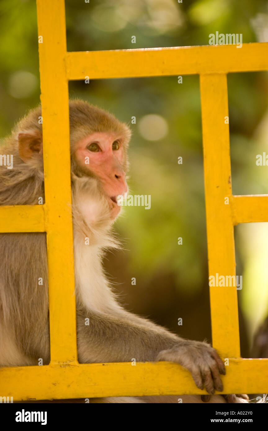 Monkey of Macaca mulatta Rhesus macaque sitting on yellow fence Rewalsar Himachal Pradesh India ...