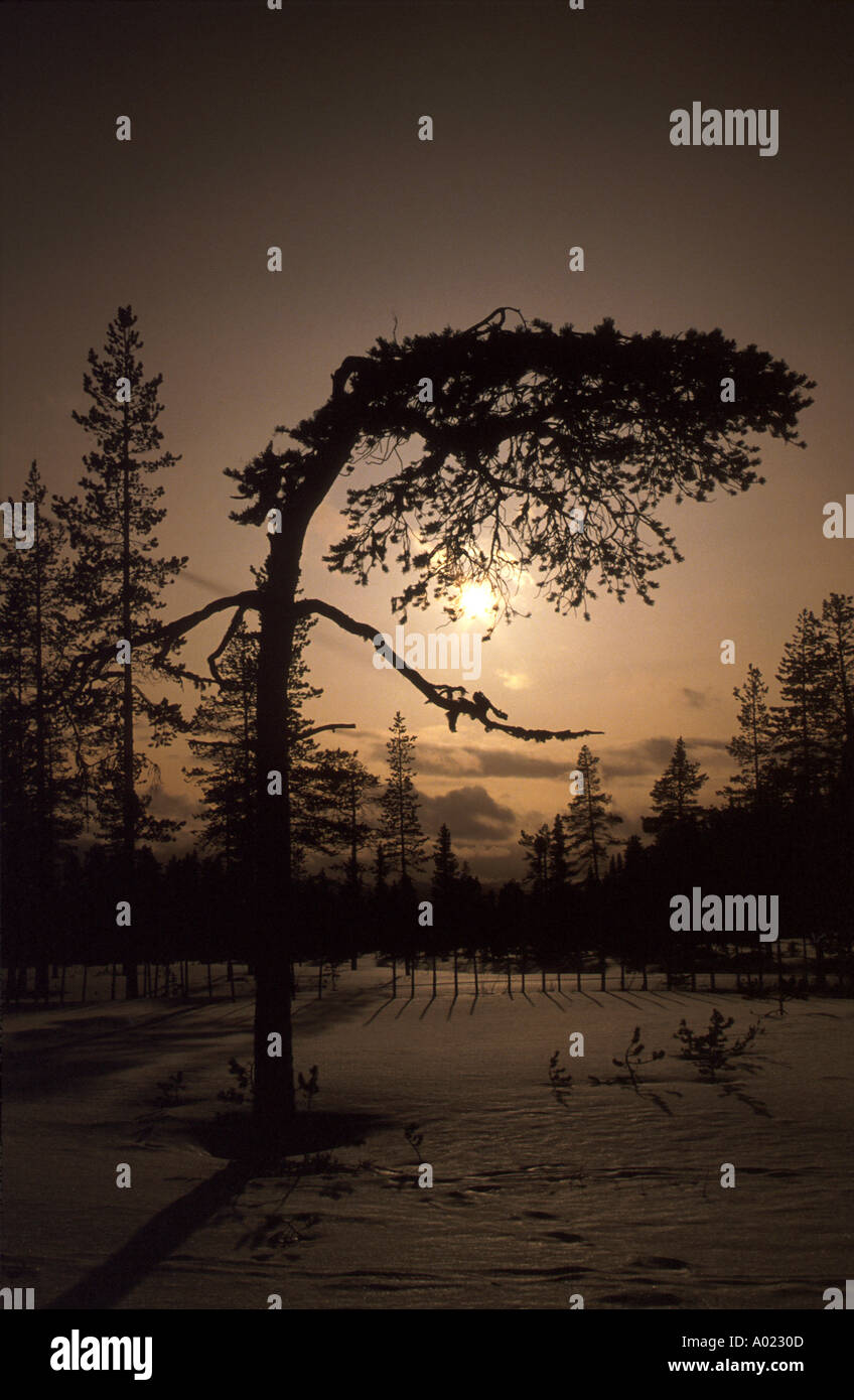 Bowing tree hi-res stock photography and images - Alamy