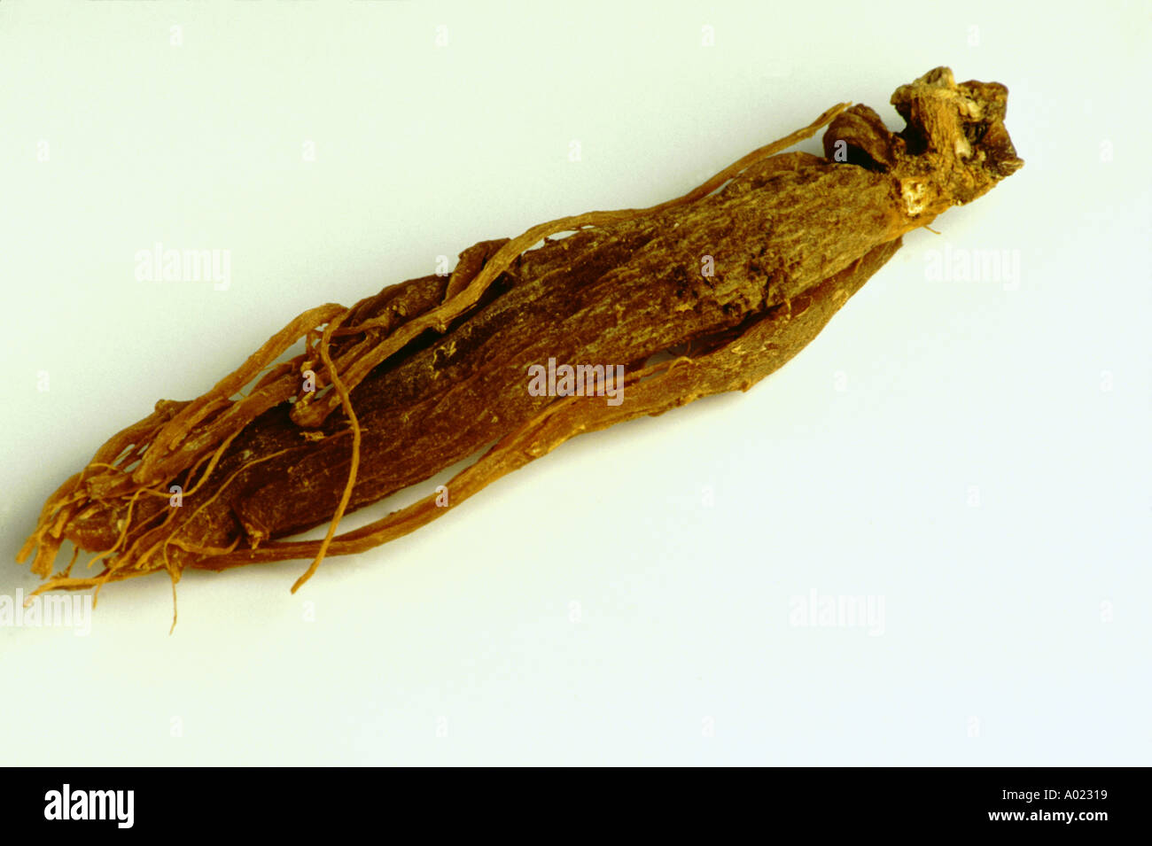 Ginseng root Panax ginseng medicinal plant Stock Photo - Alamy