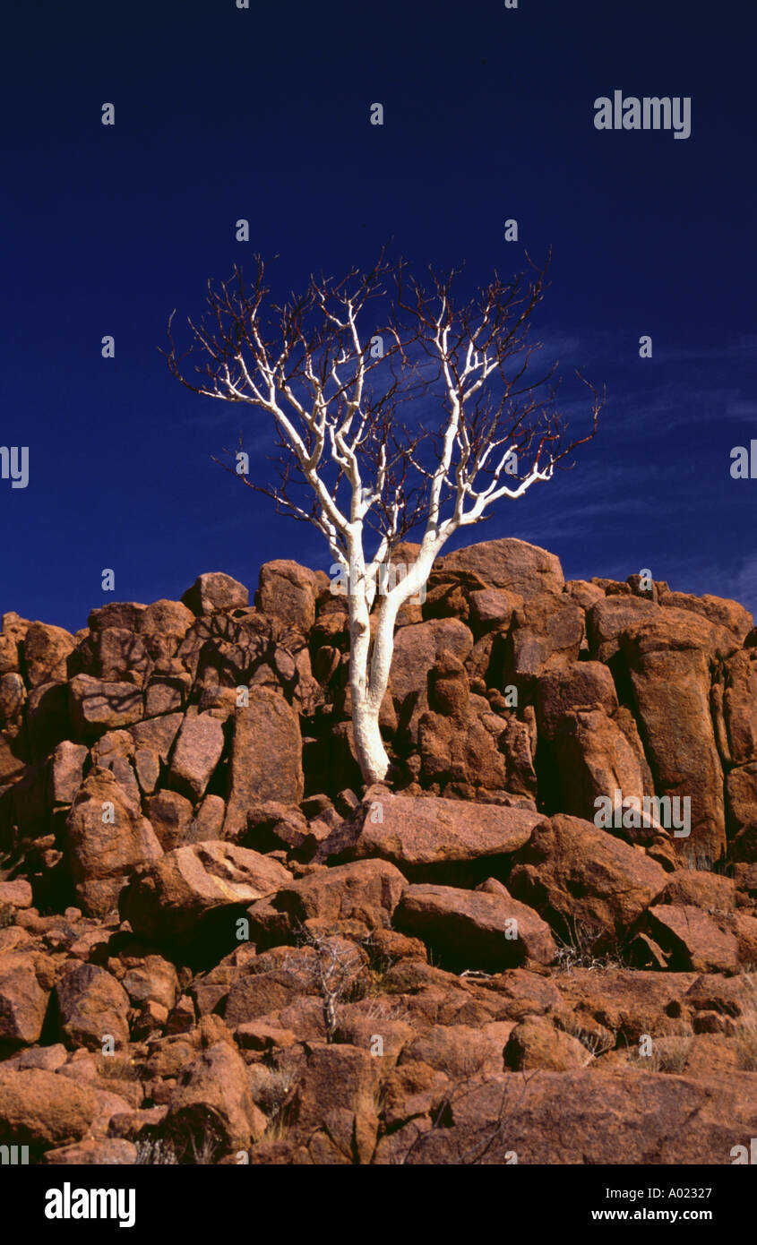 Namibia white skin tree in the Burnt mountain area Stock Photo - Alamy