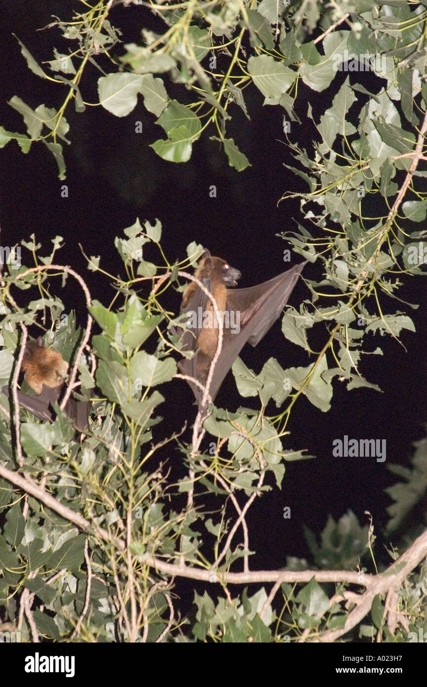 Giant Indian Fruit Bats Pteropus giganteus on tree Rewalsar Himachal ...