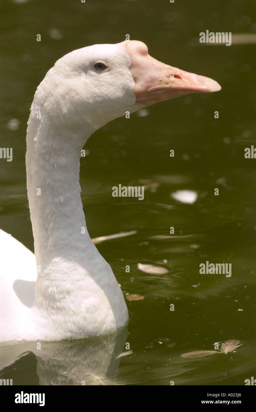 Indian goose hi-res stock photography and images - Alamy