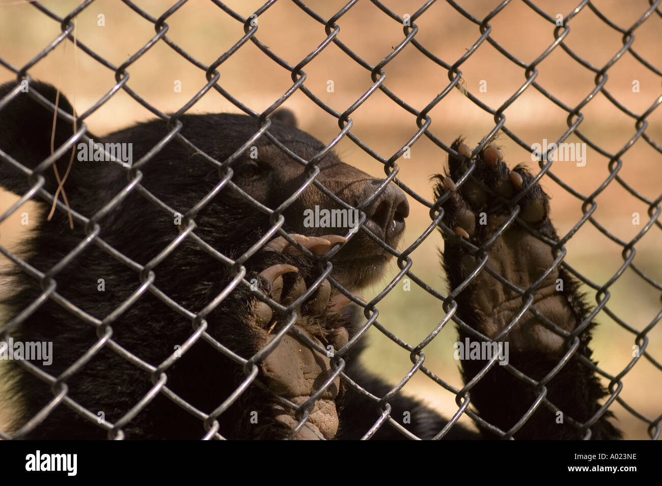 Himalayan or Asiatic Black Bear Selenarctos thibetanus in cage Stock ...