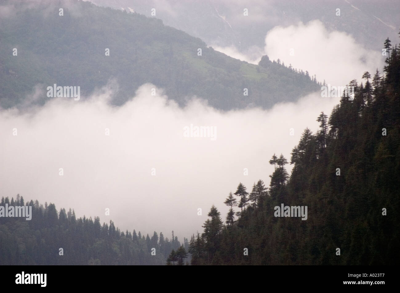 Atmospheric view of a foggy mountain forest near Manali, Himachal ...