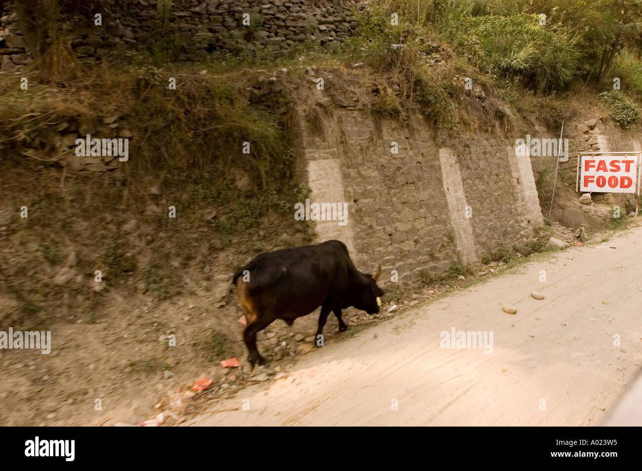 Alone bull walking towards FAST FOOD sign Stock Photo - Alamy