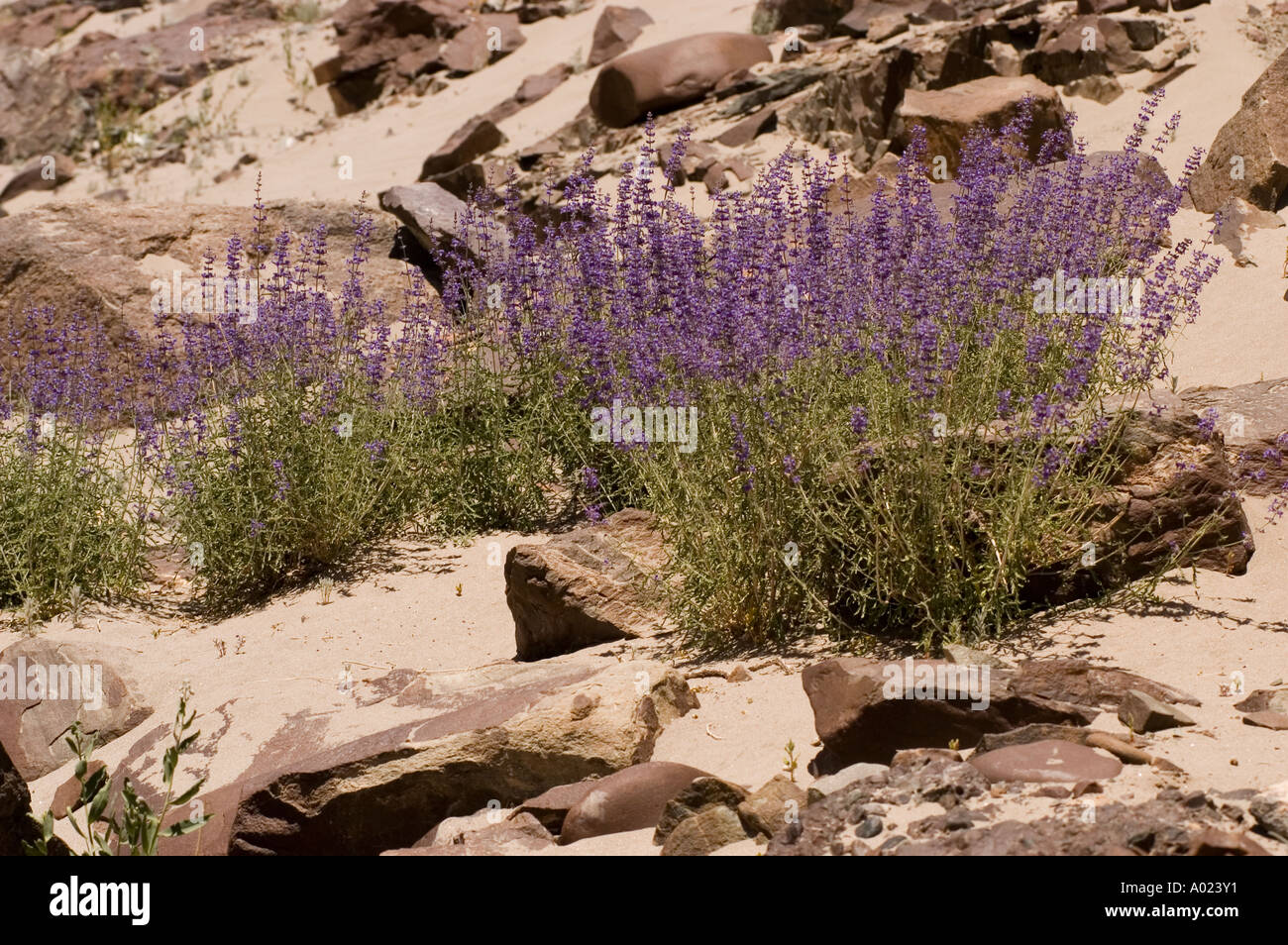 High altitude plants growing on the bank of Indus river near Zanskar ...