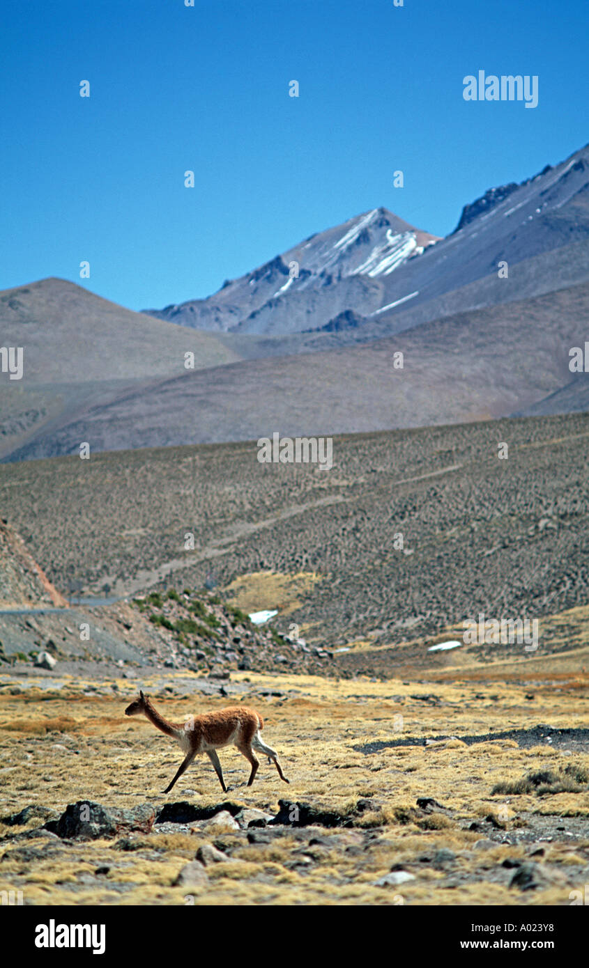 Vicuña against a high altitude andean backdrop A species of camelid ...