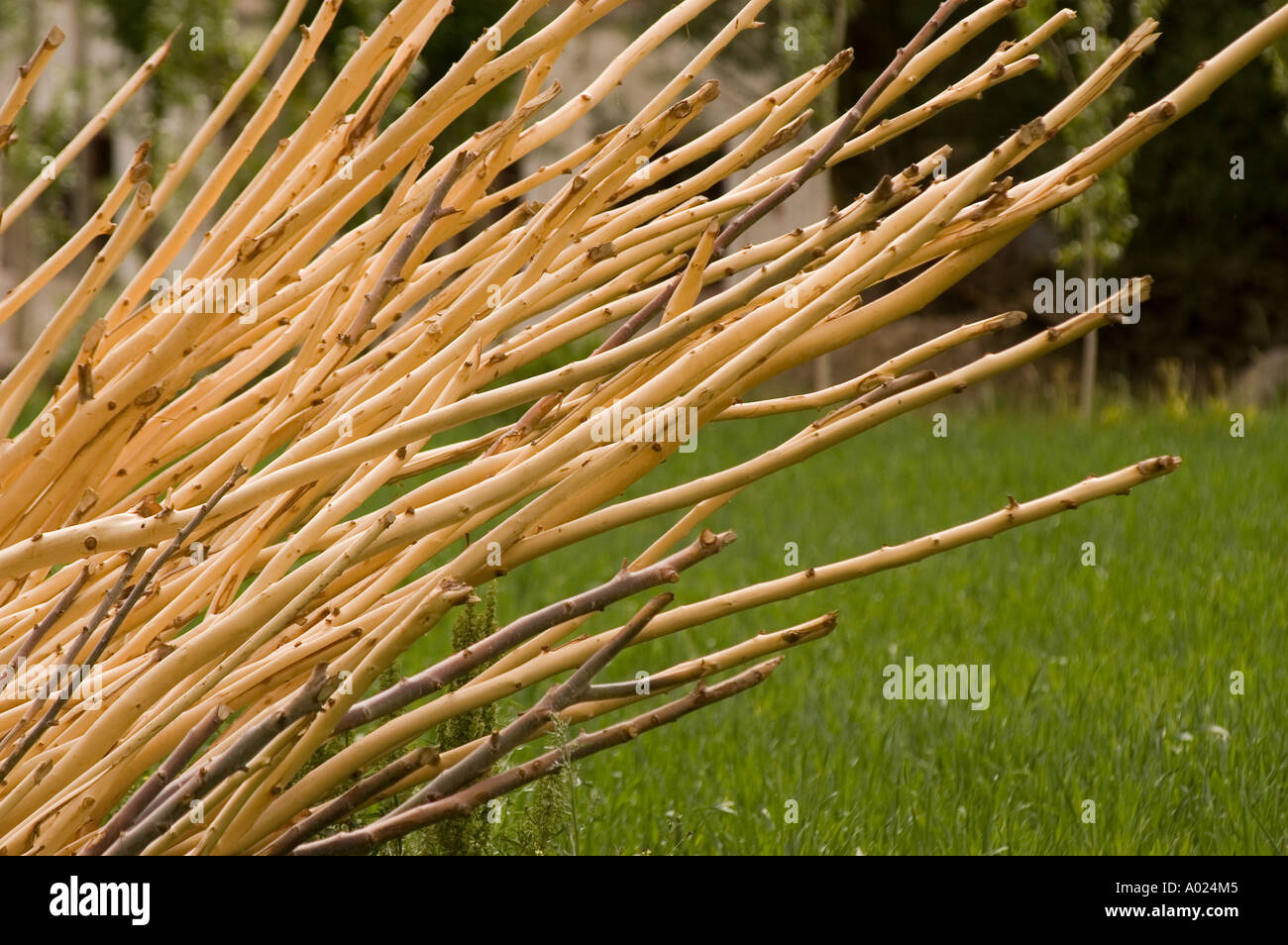 Drying poplar tree poles with green background Leh Ladakh India Stock ...