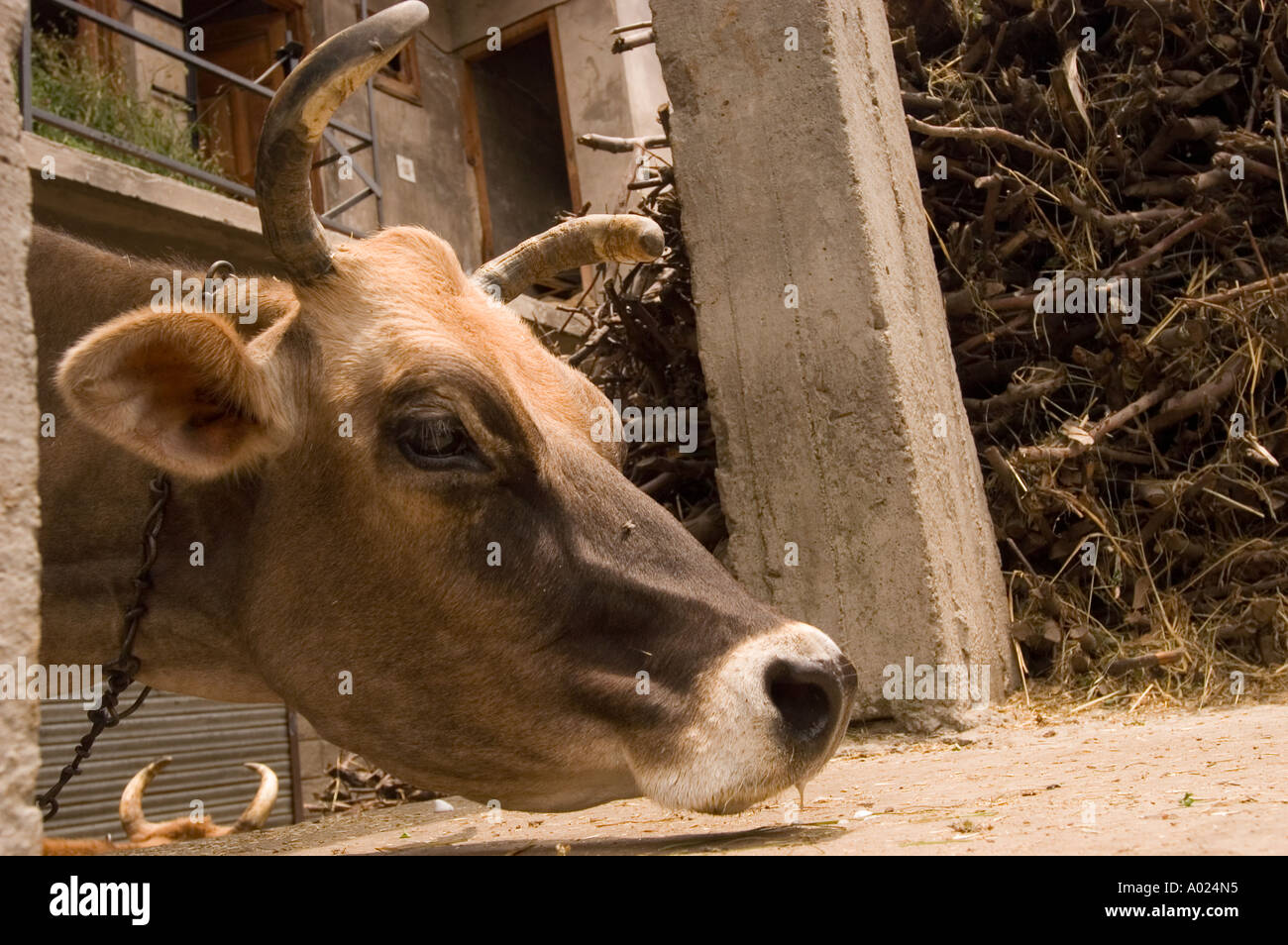 Face close up of holy cow in Manali Himachal Pradesh India Stock Photo ...
