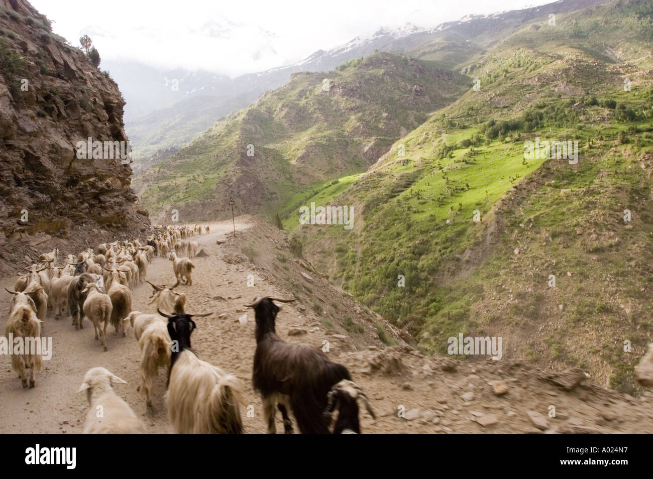 Goats blocking road in Lahaul Valley Manali Leh road Lahaul Valley ...