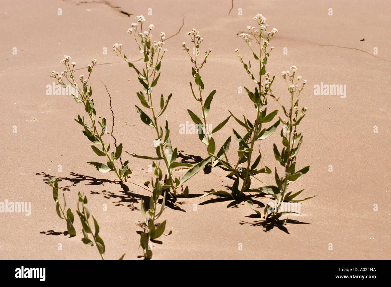 High altitude plants growing on the bank of Indus river near Zanskar ...