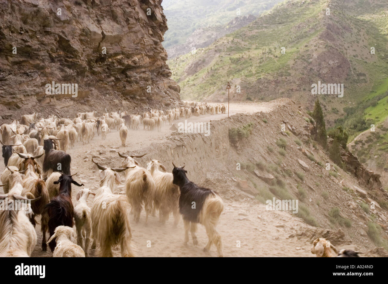 Goats blocking road in Lahaul Valley Manali Leh road Lahaul Valley ...