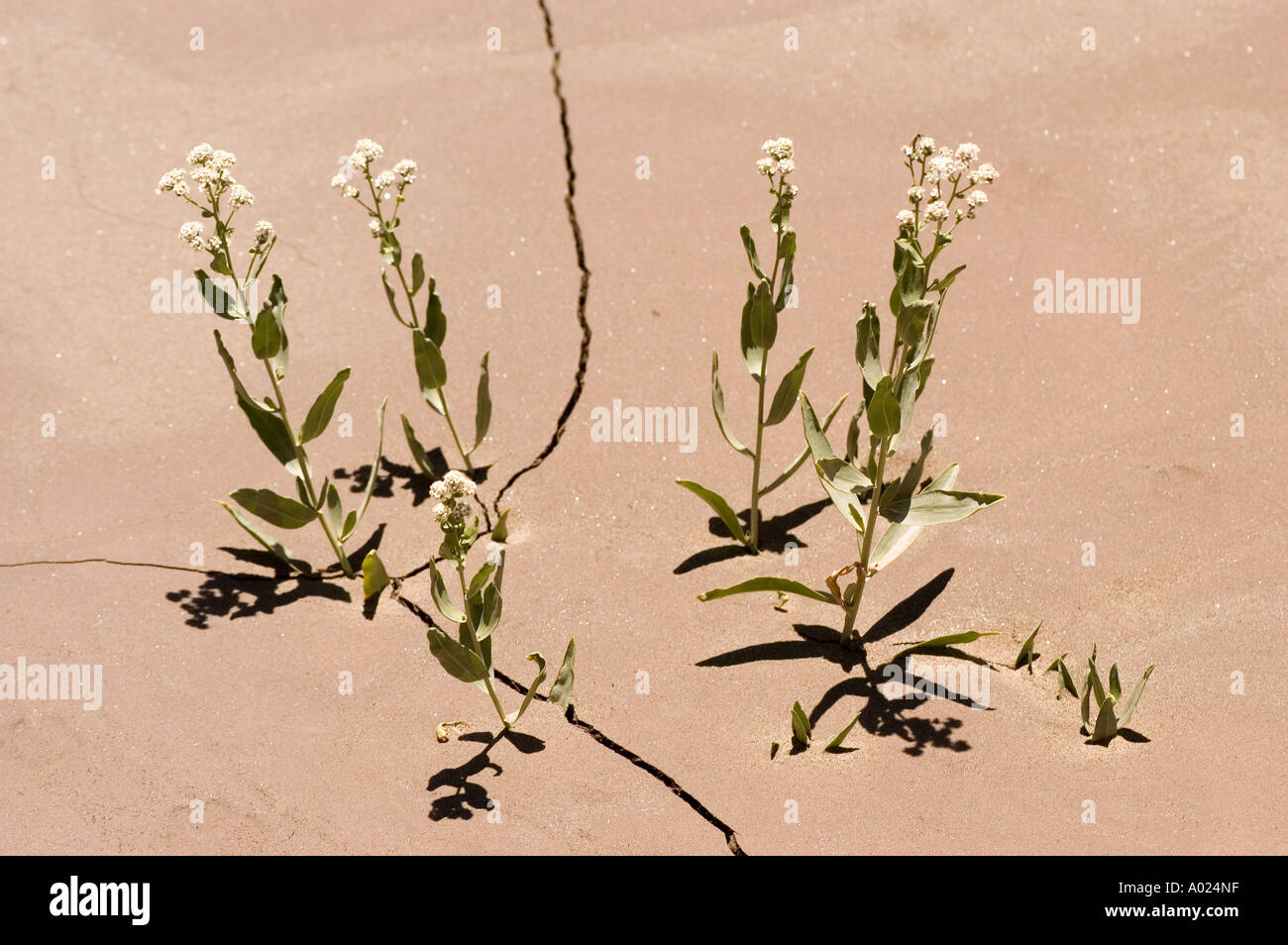 High altitude plants growing on the bank of Indus river near Zanskar ...