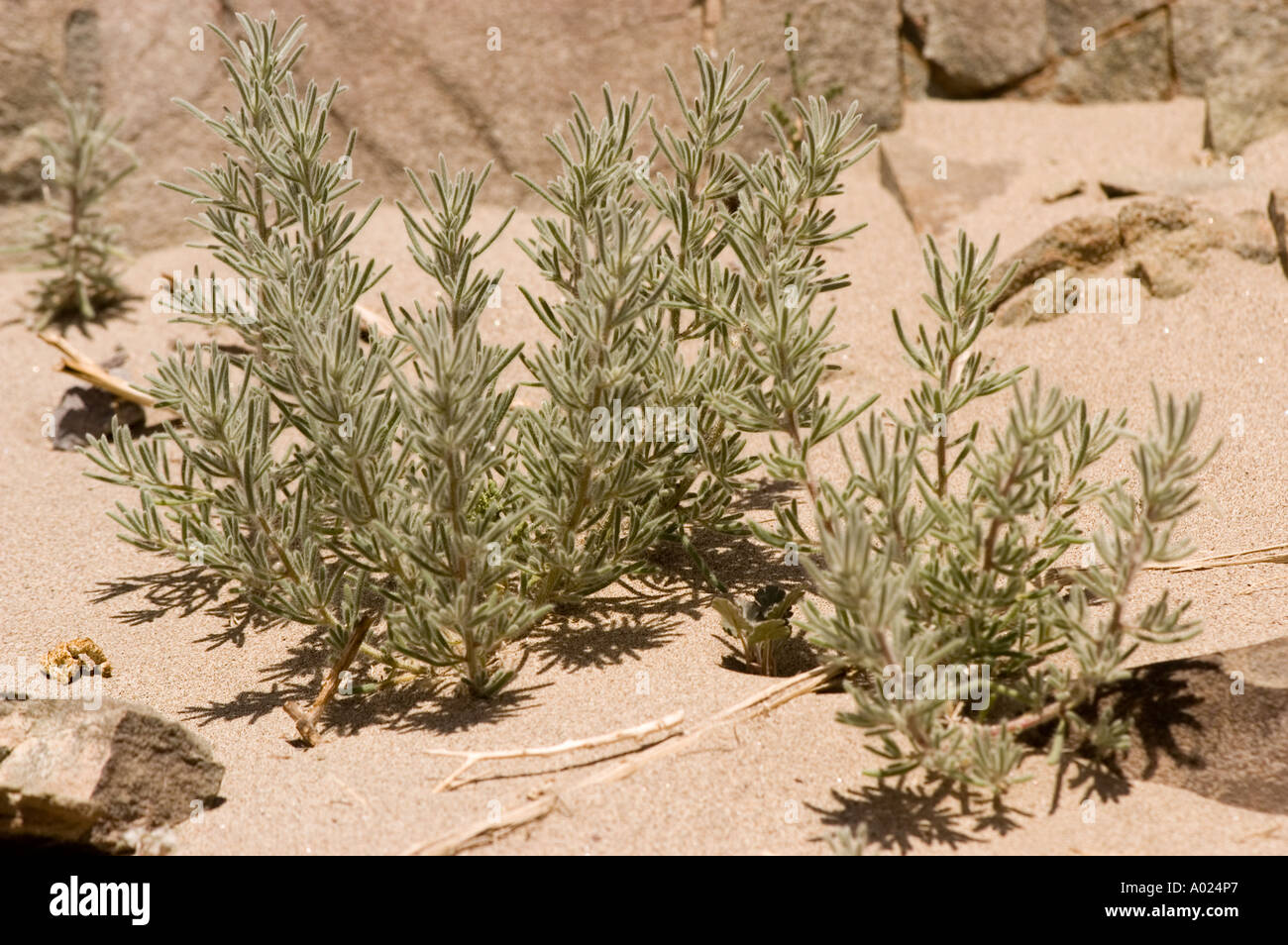 High altitude plants growing on the bank of Indus river near Zanskar ...
