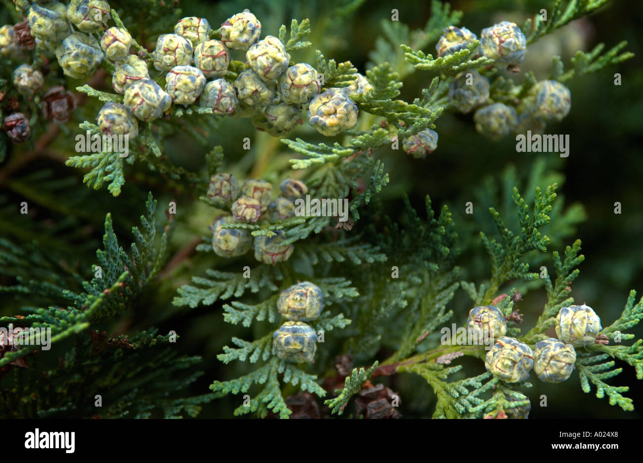 Cedarwood hi-res stock photography and images - Alamy