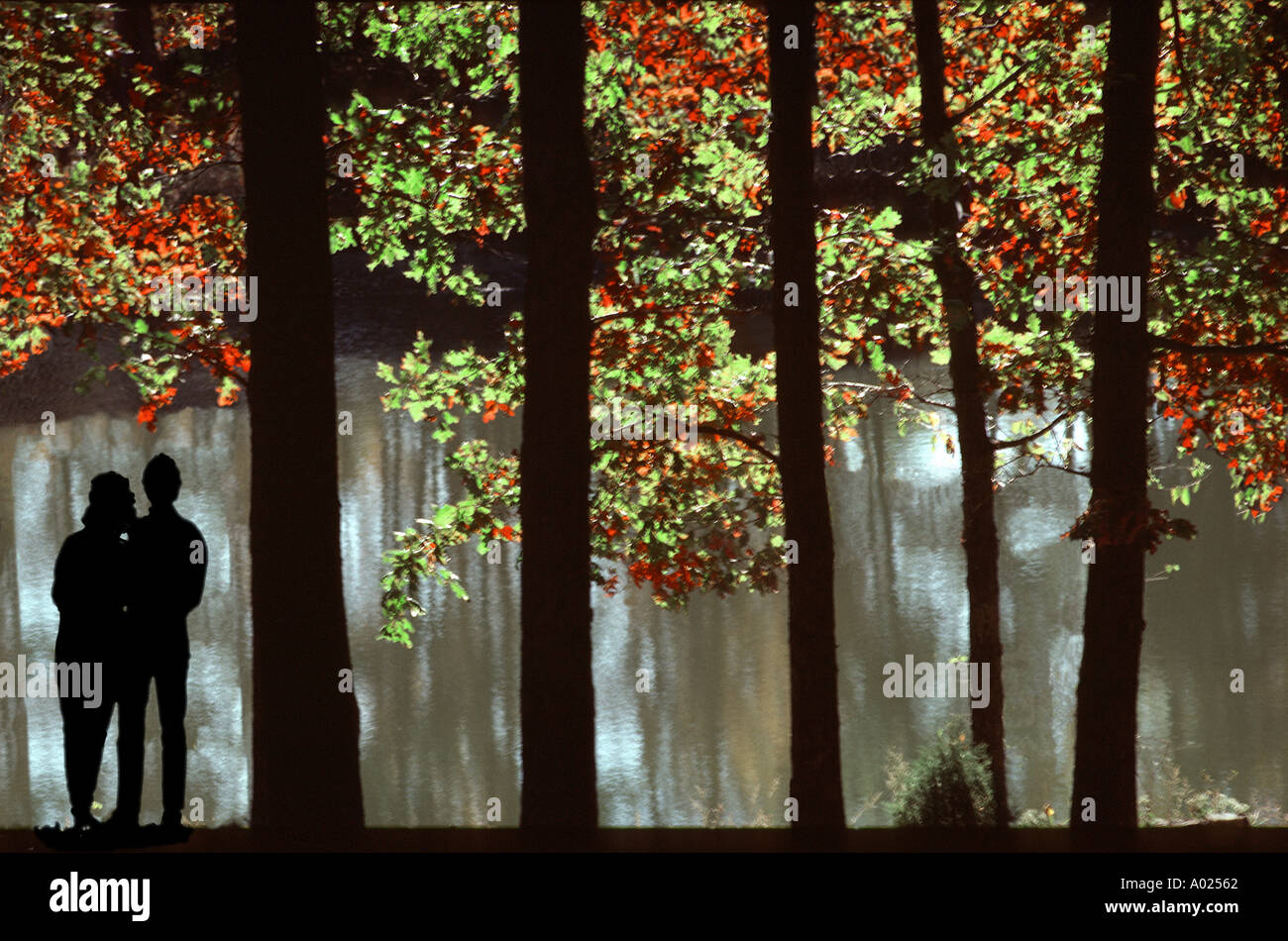 Young hickory tree hi-res stock photography and images - Alamy