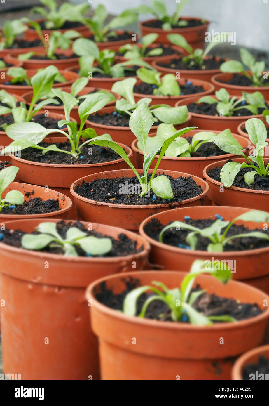 Plant pots full seedlings hi-res stock photography and images - Alamy