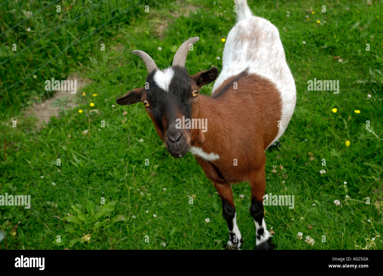 Black goat image hi-res stock photography and images - Alamy