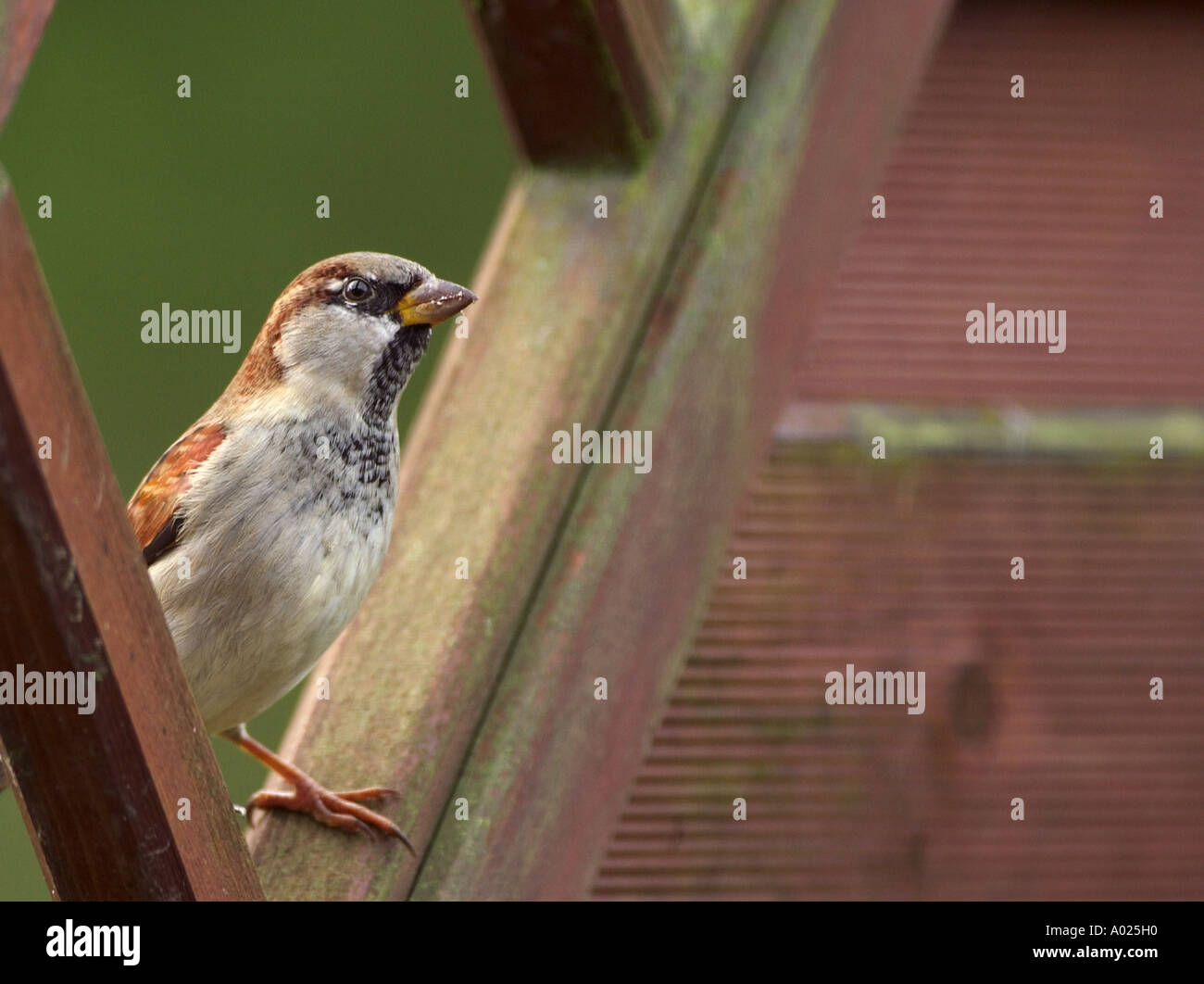 A house sparrow Stock Photo - Alamy