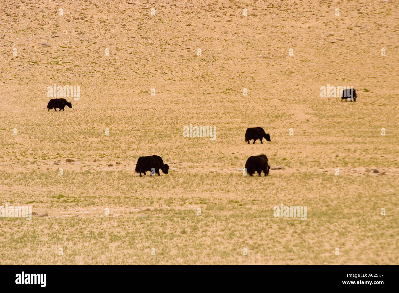 High altitude mountain shot hi-res stock photography and images - Alamy