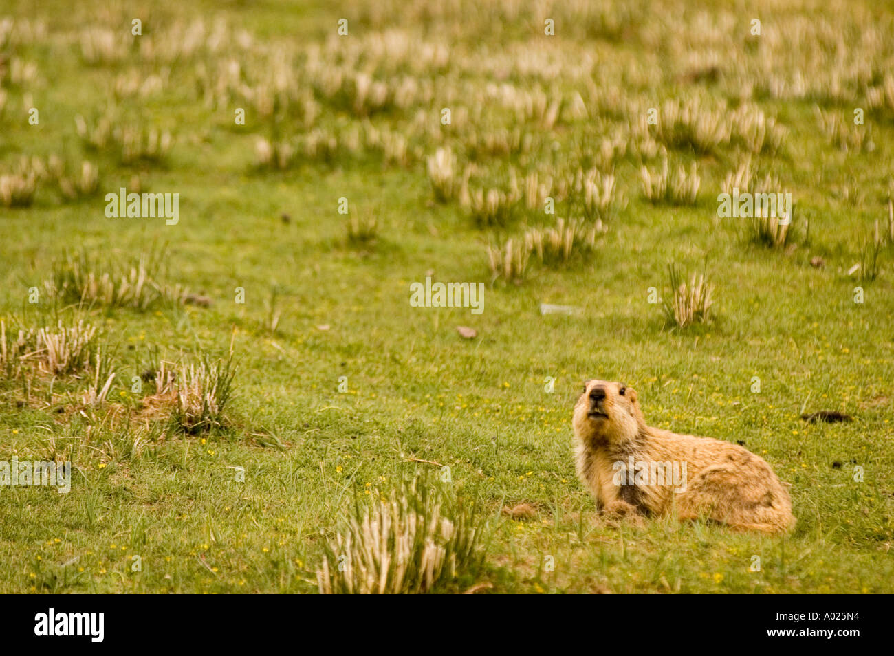 Tibetan Snow Pig or Himalayan Marmot Marmota himalayanus near Tso ...