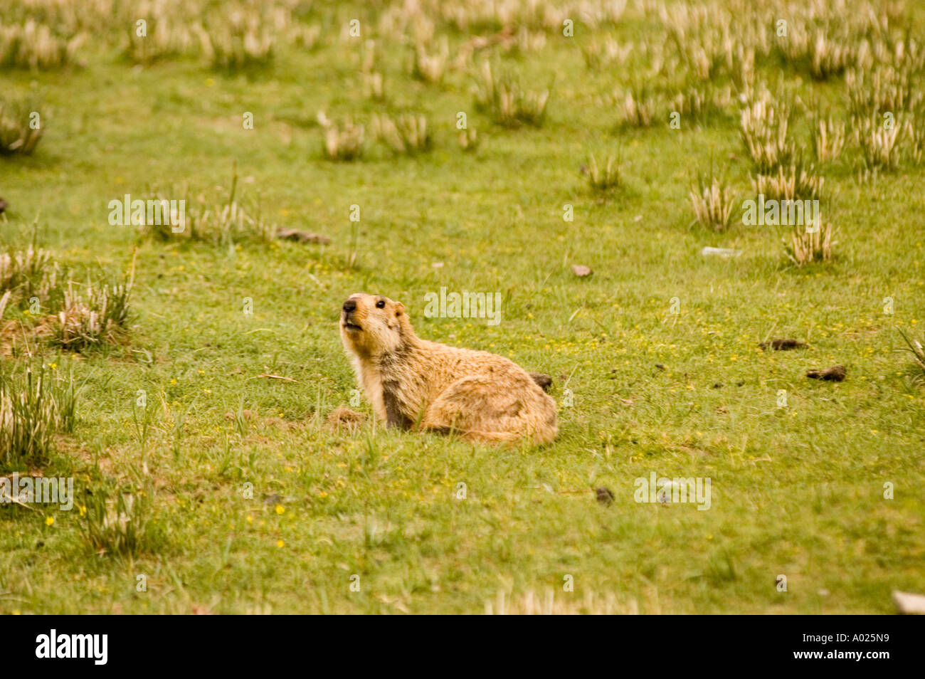 Himalayan Marmots High Resolution Stock Photography and Images - Alamy