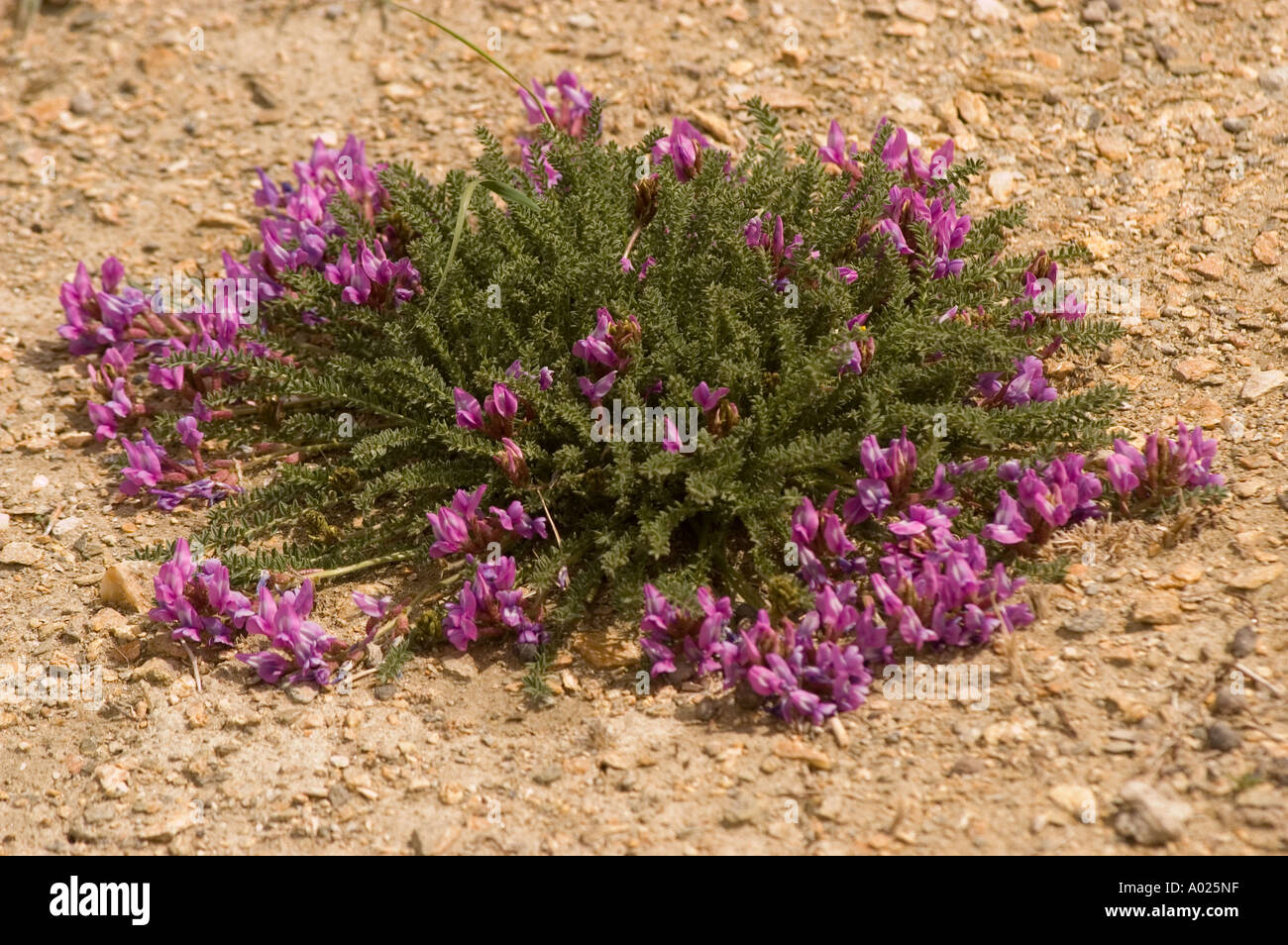 Alpine plants near High altitude brackish Tso Kar Lake Rupshu area ...