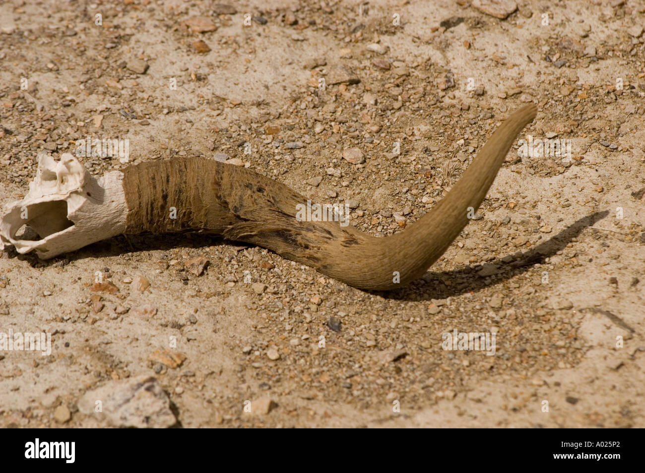 On the sandy ground hi-res stock photography and images - Alamy