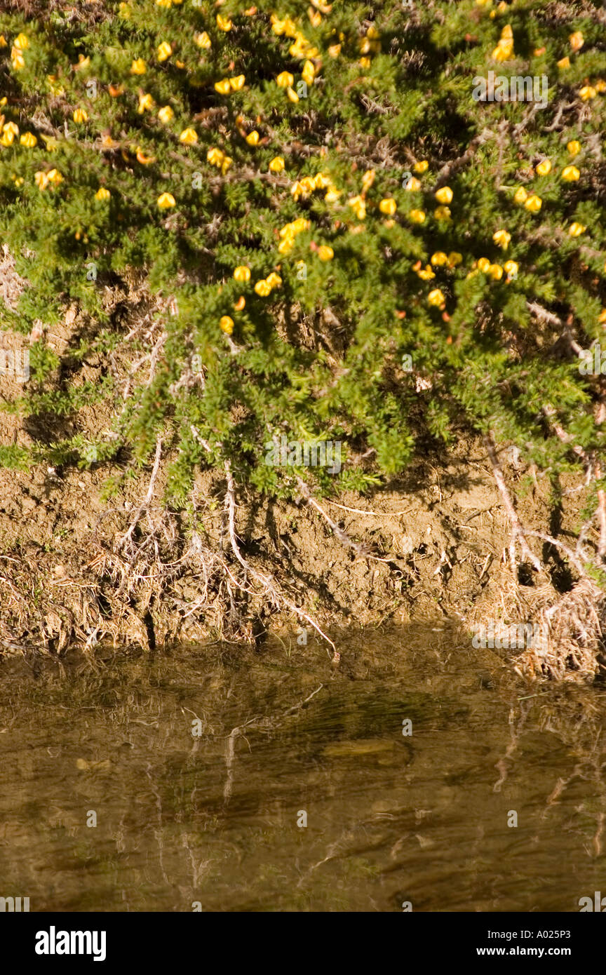 High altitude plants growing on the bank of Indus river near Zanskar ...