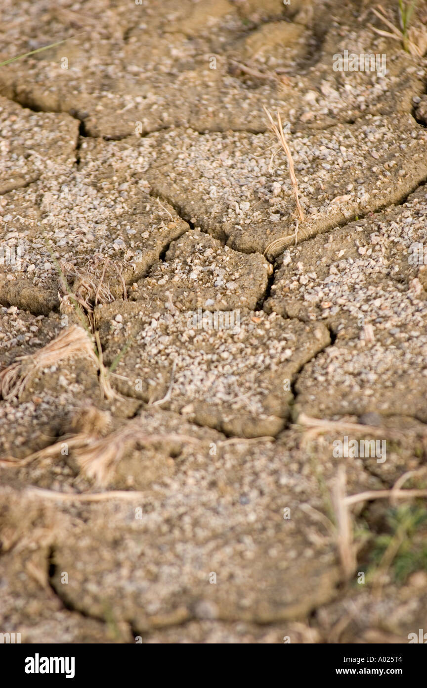 High altitude plants growing on the bank of Indus river near Zanskar ...