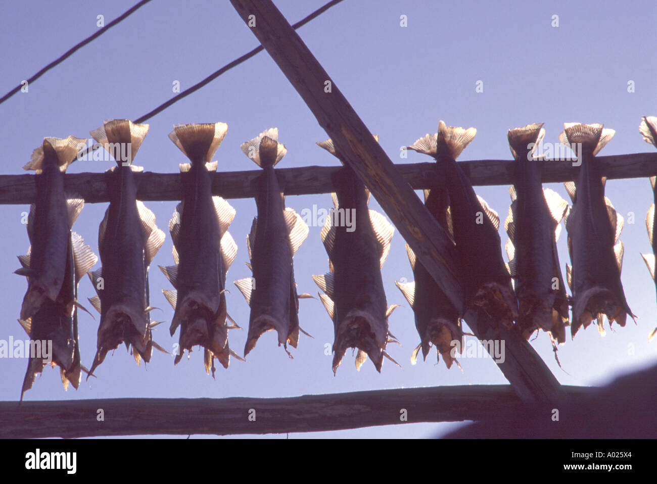 Norway Lofoten Islands Catch of cod hung up to dry make a good pattern ...