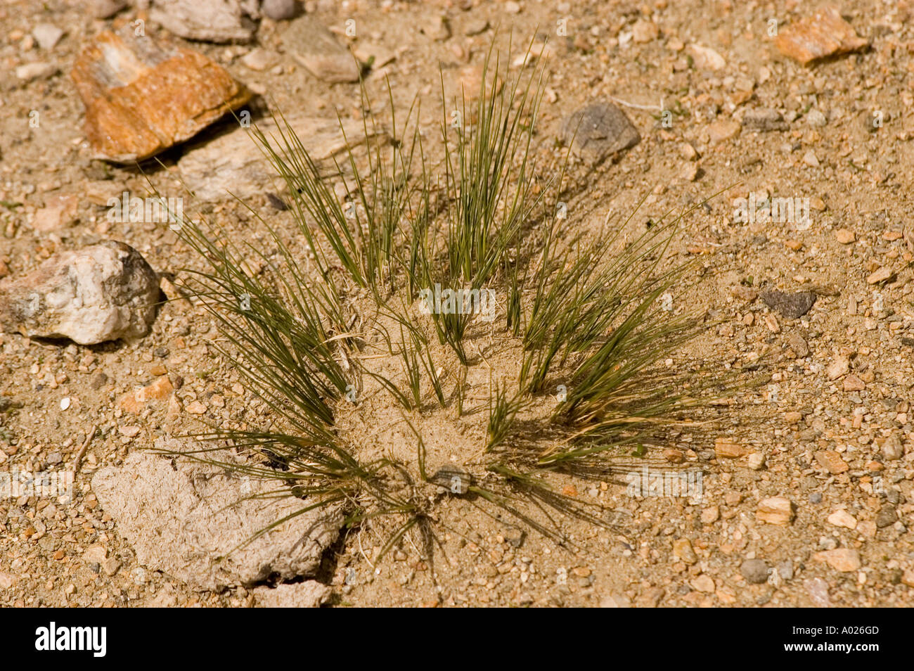 Alpine plants near High altitude brackish Tso Kar Lake Rupshu area ...