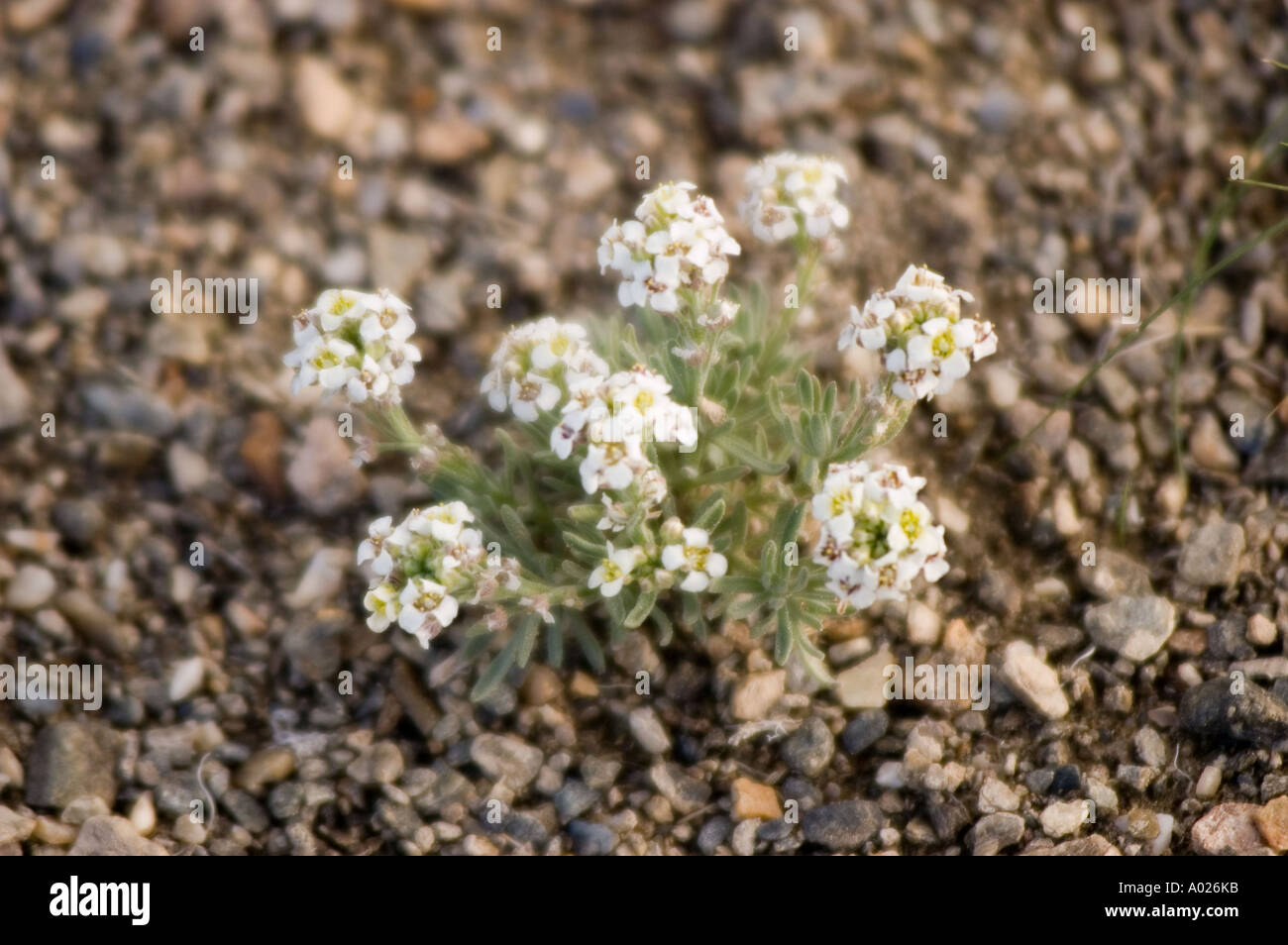 High altitude plants growing on the bank of Indus river near Zanskar ...