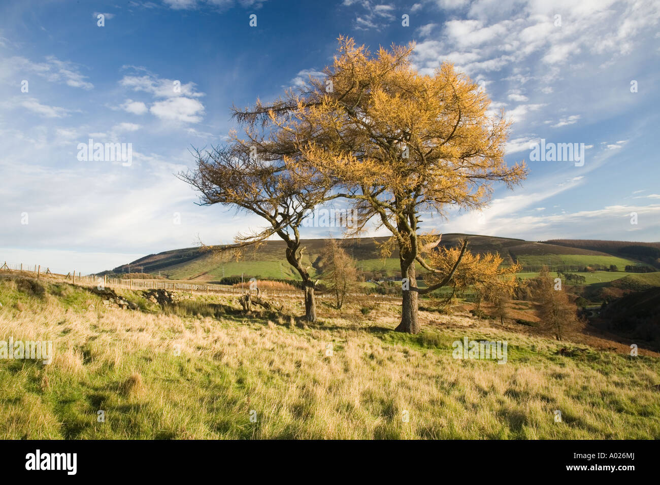 Larch trees in Scottish hillside moorland November landscape and views ...