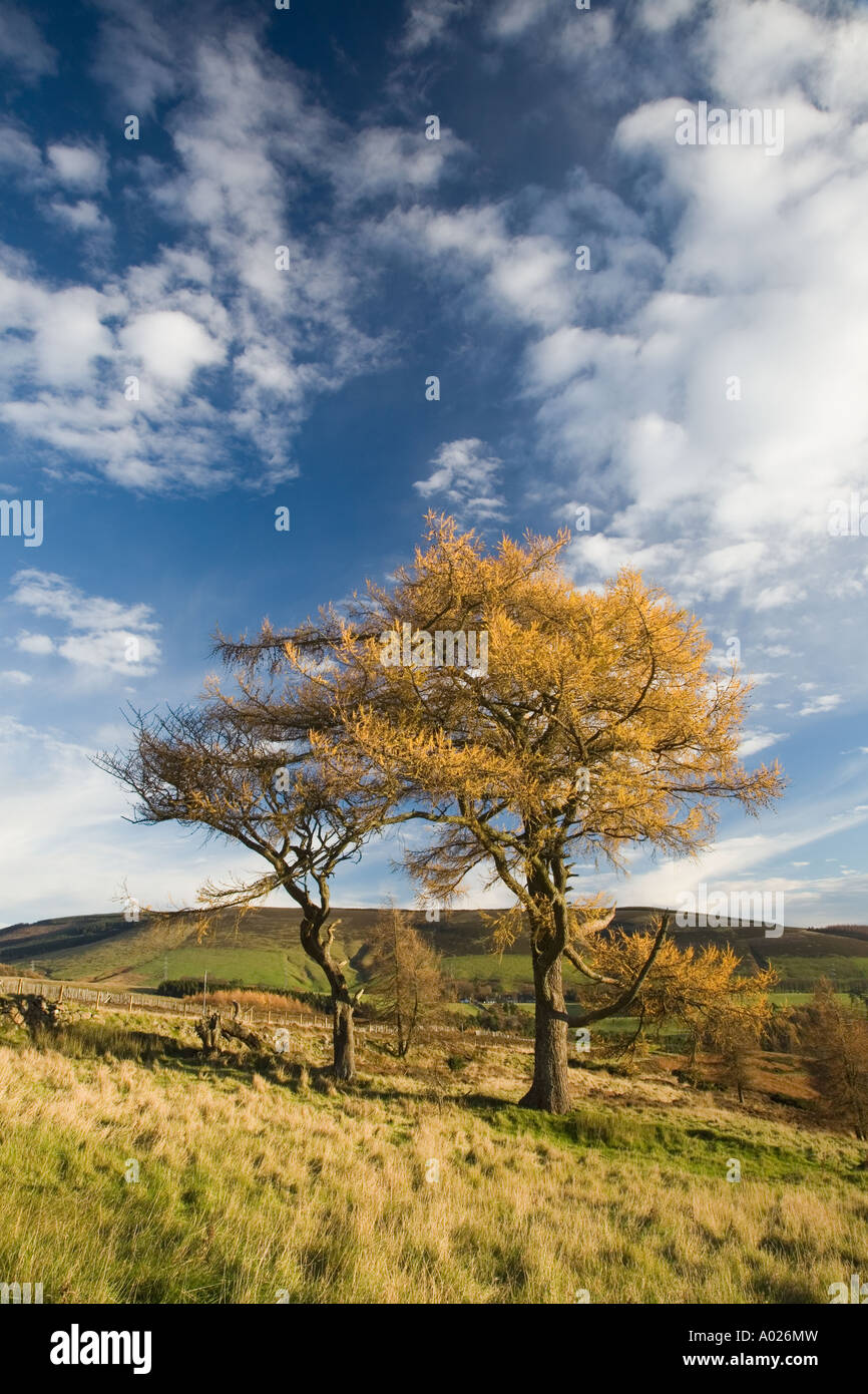 Larch Tree Autumn Scotland High Resolution Stock Photography and Images ...