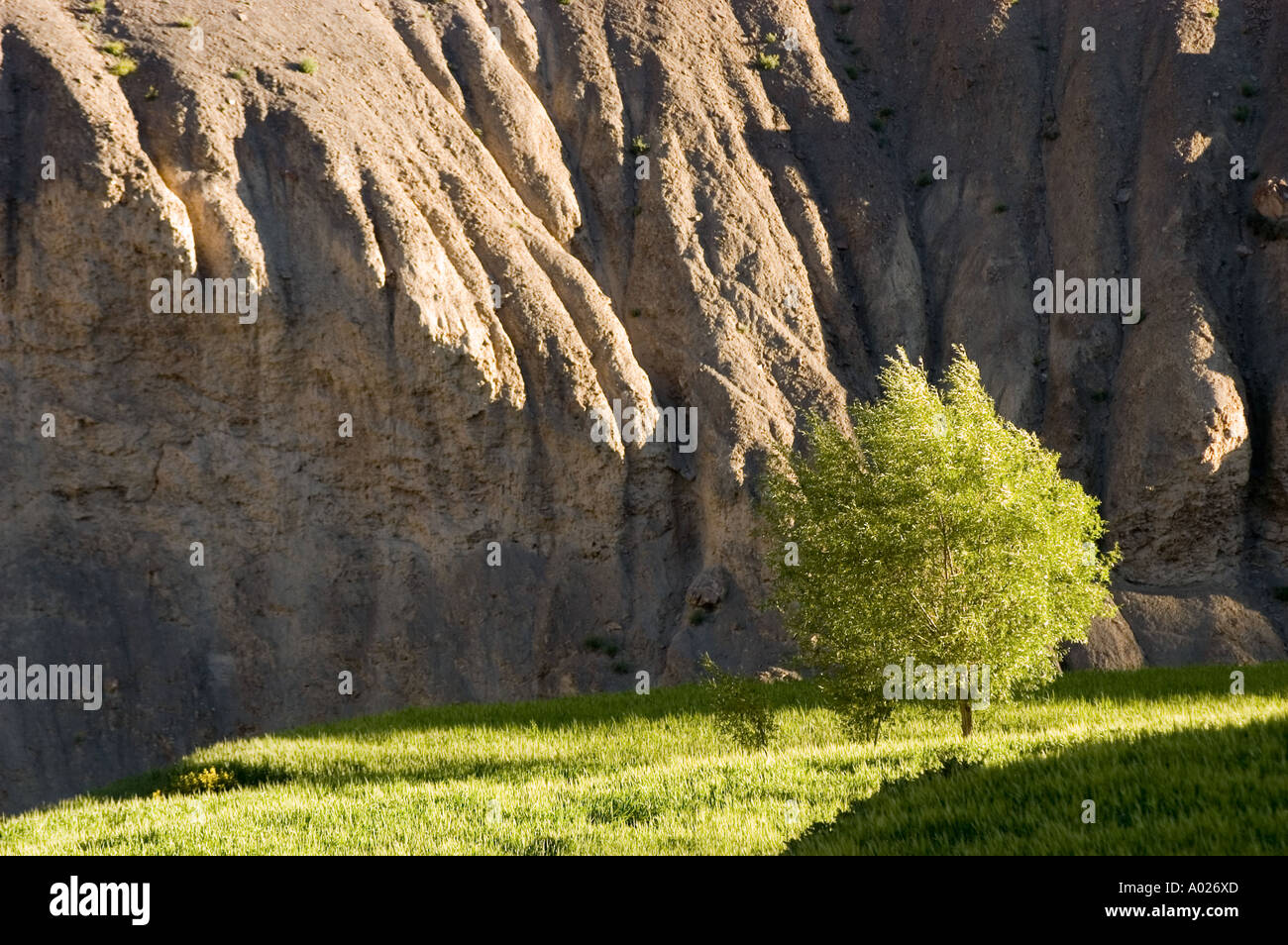 Yellow strange rock formations of empty sediment lake with green barley ...