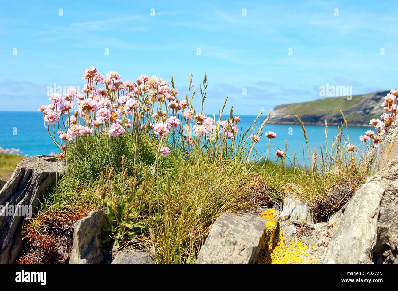 Thrift sea hi-res stock photography and images - Alamy